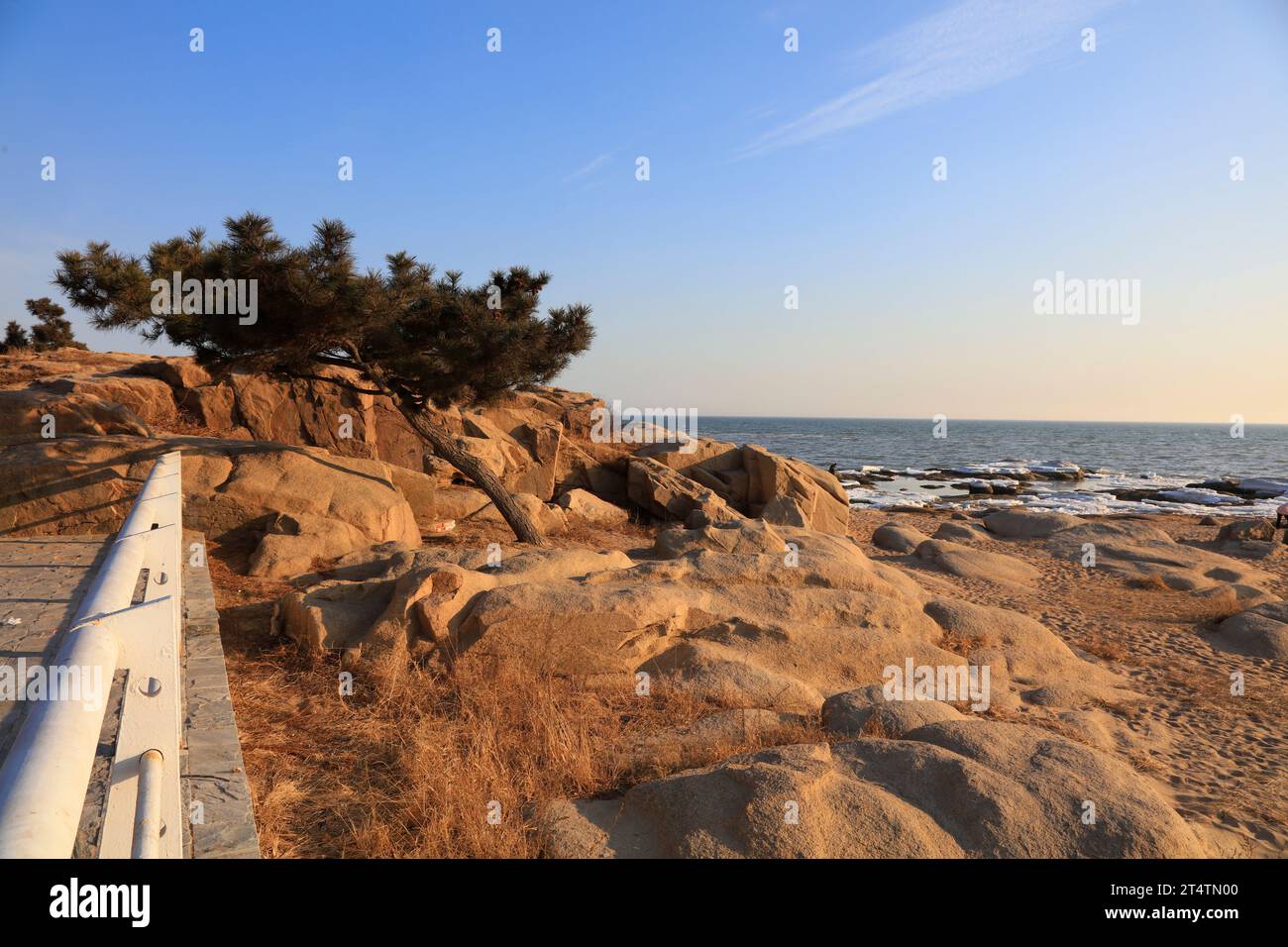 pine trees and rock scene in the park, closeup of photo Stock Photo - Alamy