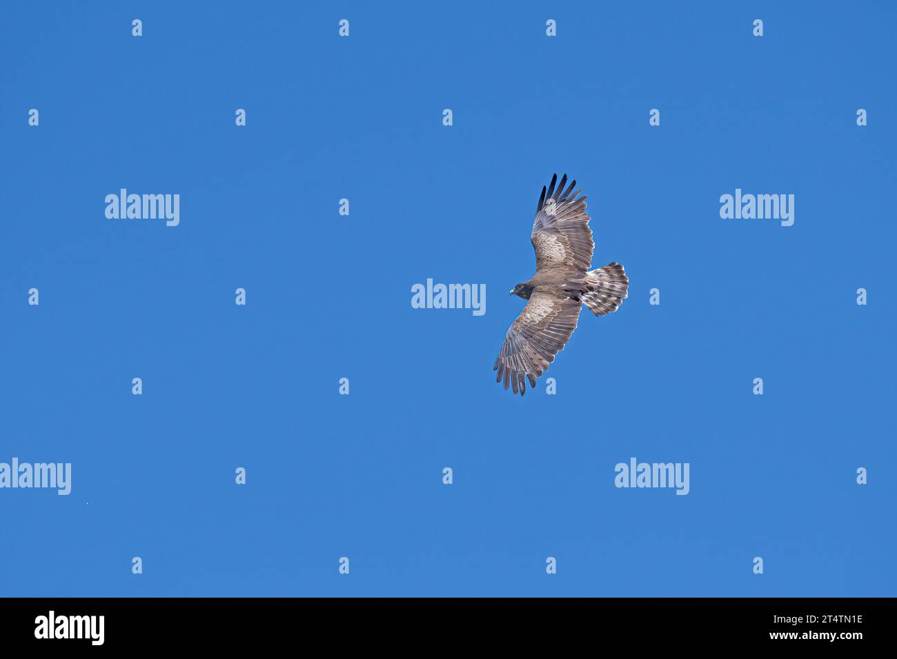 Short-toed Snake Eagle (Circaetus gallicus) flying in the sky Stock ...