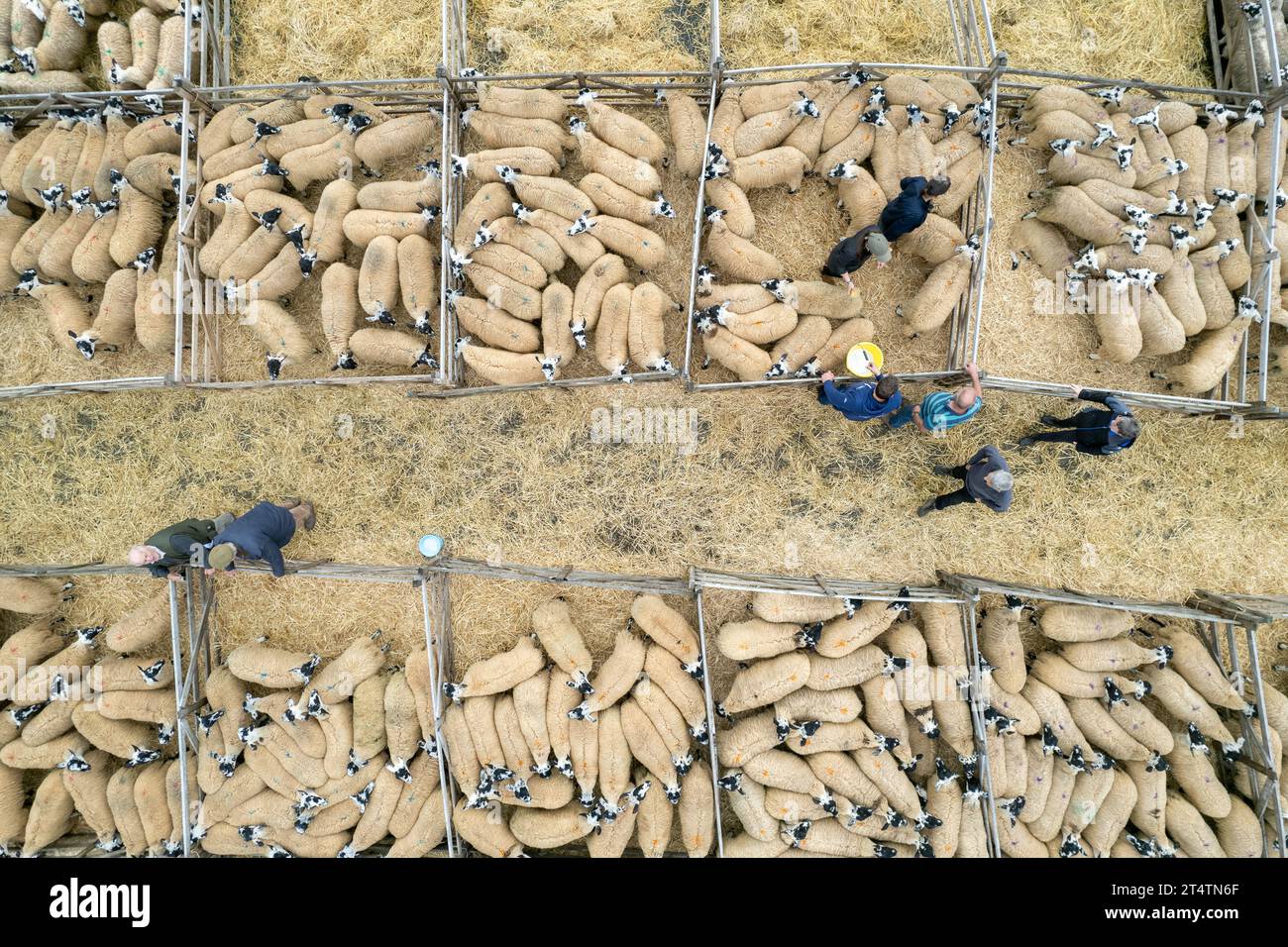Aerial view of the North of England mule gimmer lamb sale at Hawes ...