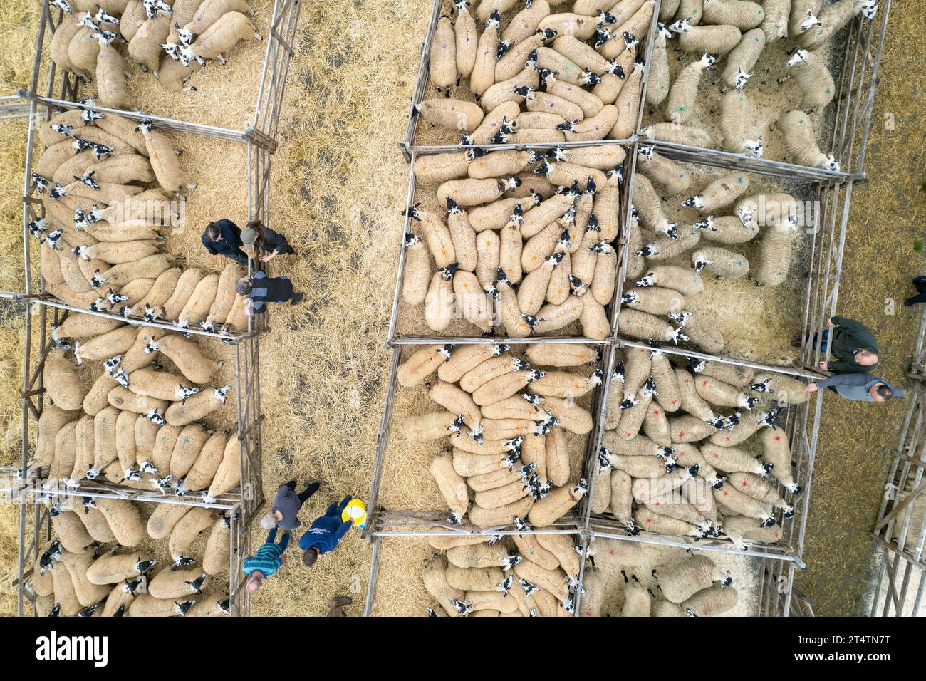 Aerial view of the North of England mule gimmer lamb sale at Hawes ...