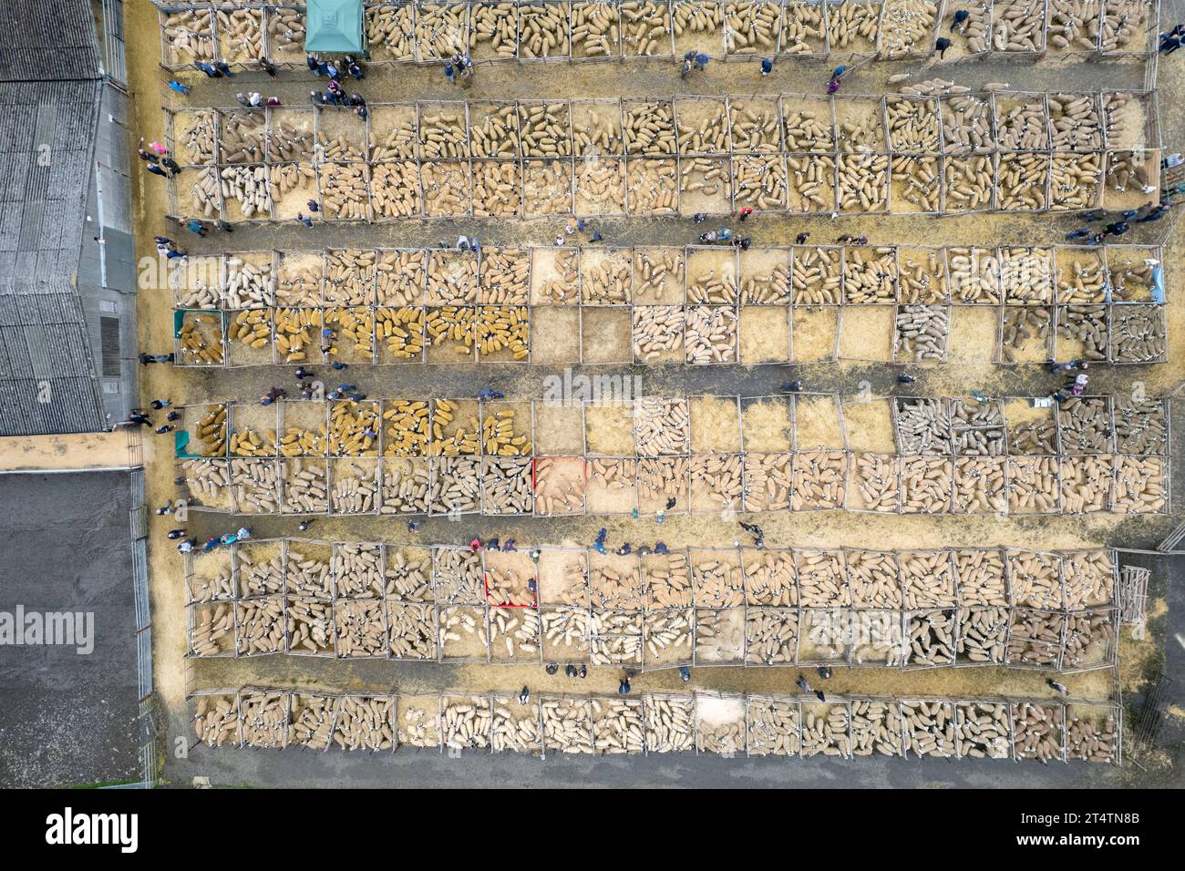 Aerial view of the North of England mule gimmer lamb sale at Hawes ...