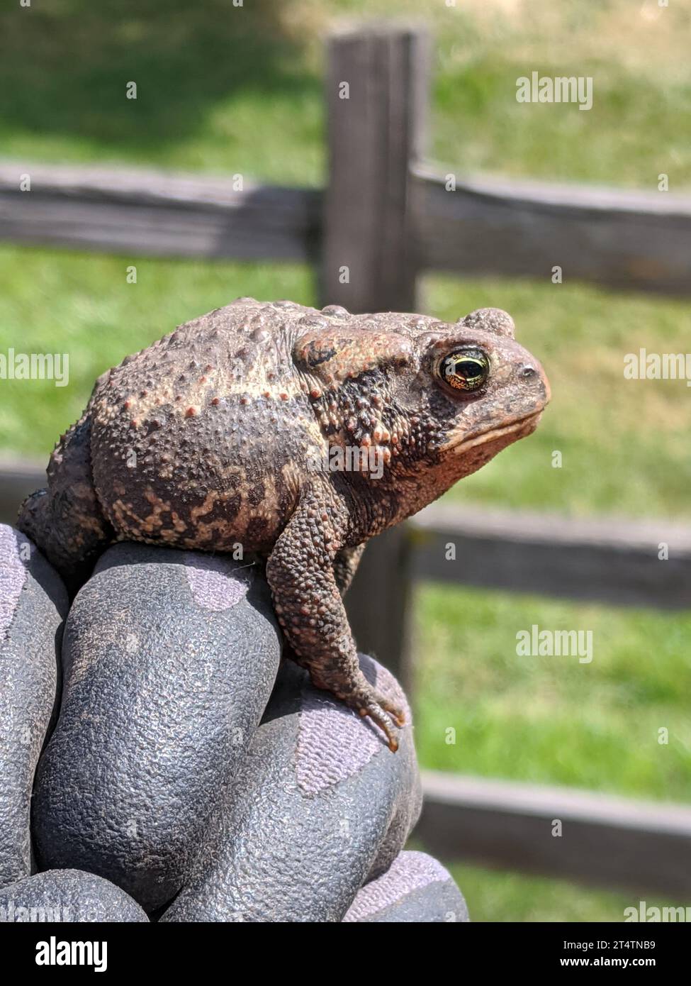 Holding a large toad Stock Photo - Alamy