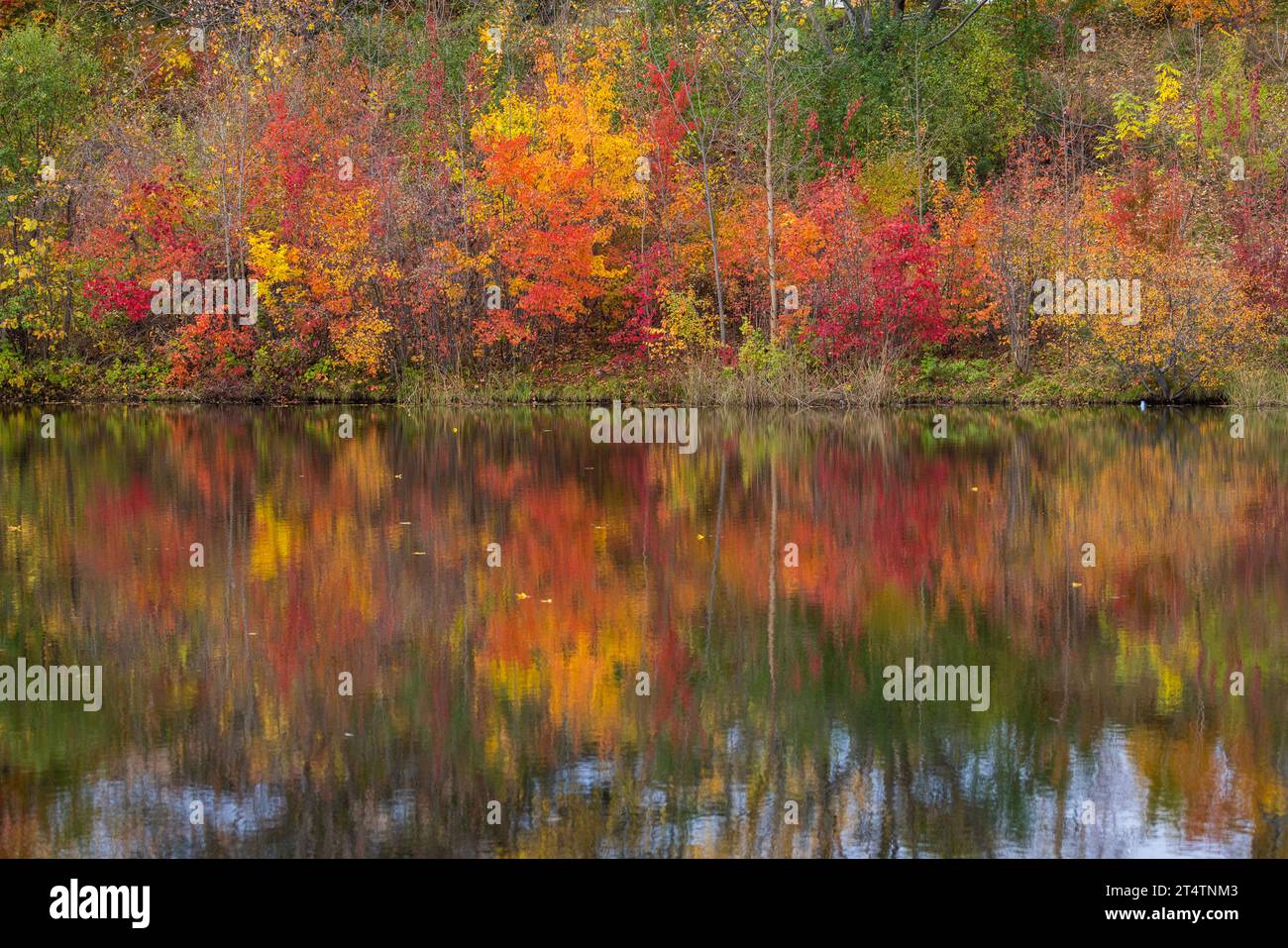 Autumn in Oka national park, Canada Stock Photo - Alamy