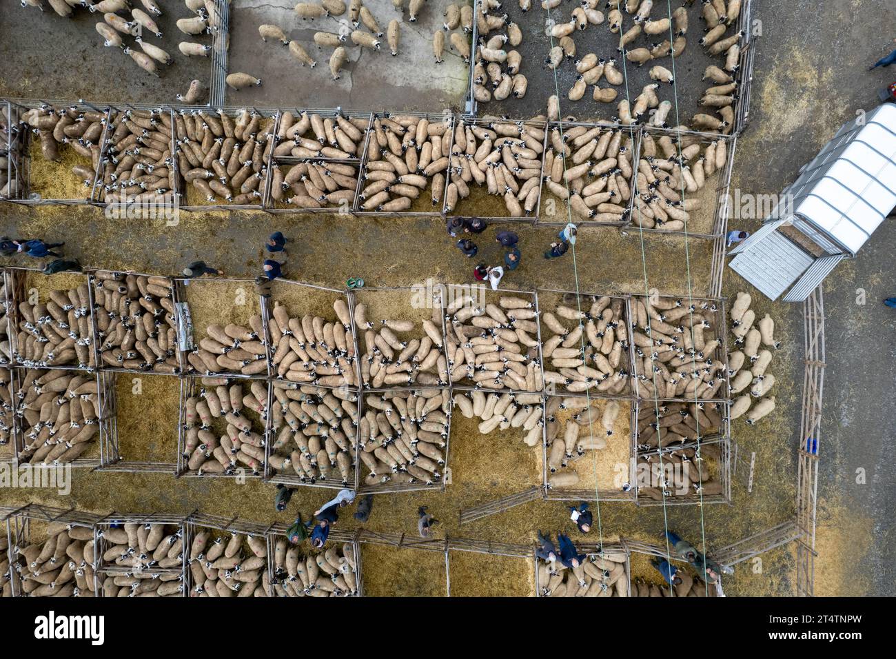 Aerial view of the North of England mule gimmer lamb sale at Hawes ...