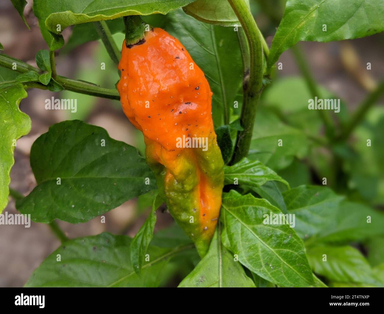 Ghost pepper in the garden Stock Photo - Alamy