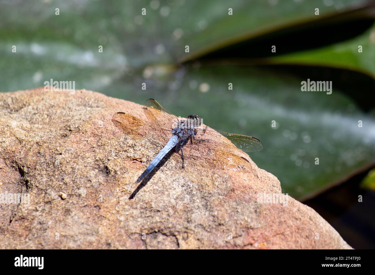 Dragonfly rock hi-res stock photography and images - Alamy