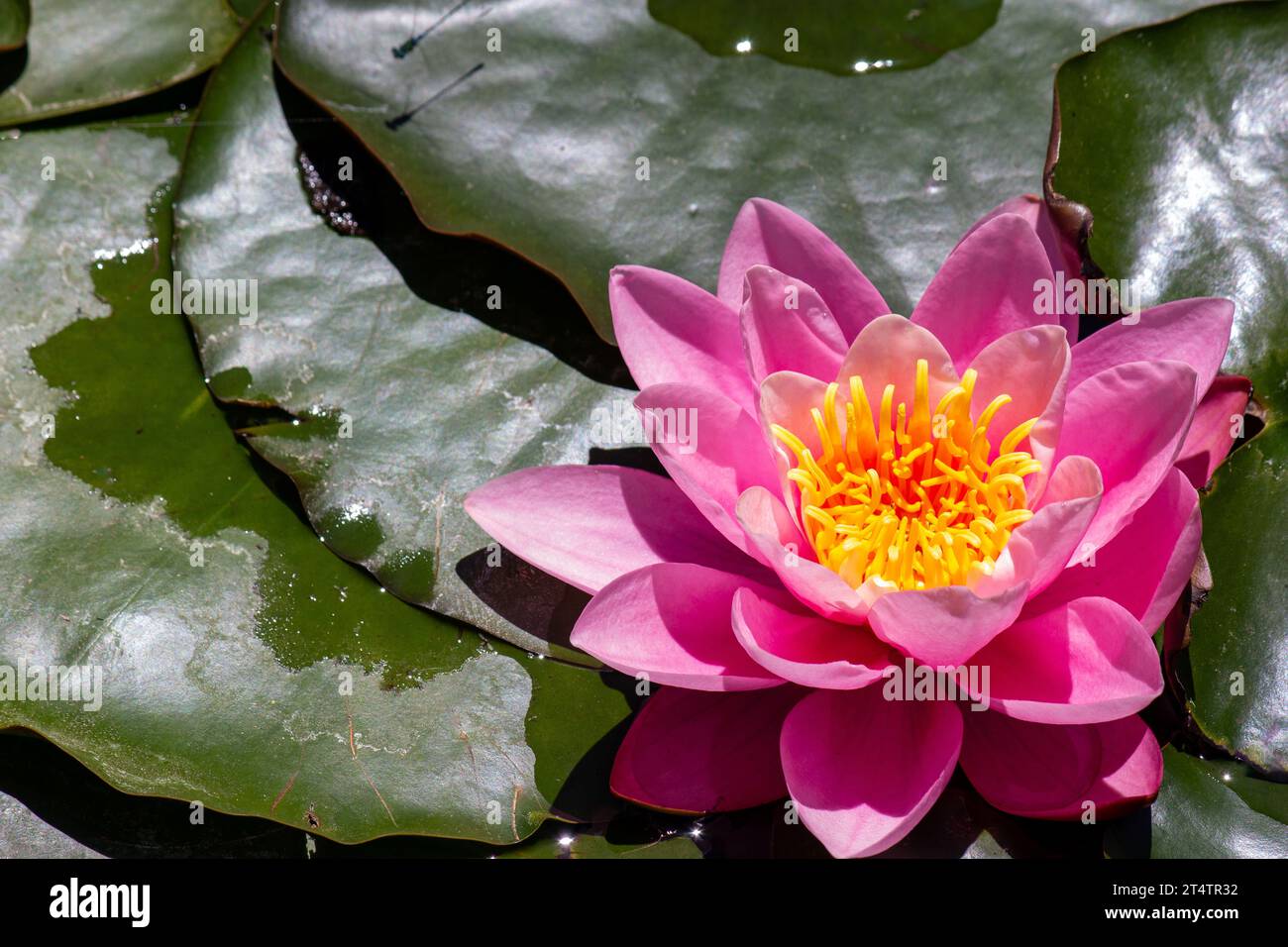 Aquatic water lilly hi-res stock photography and images - Alamy