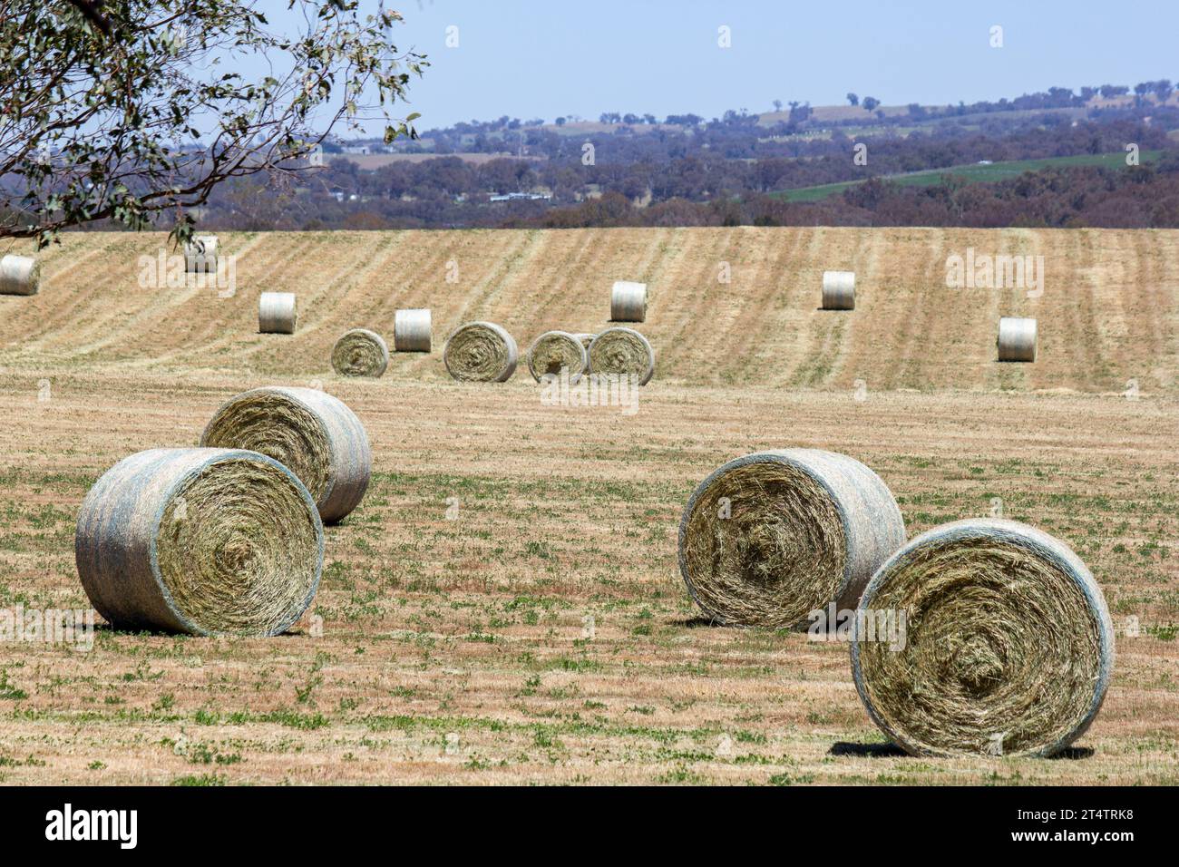 Harvesting hay australia hi-res stock photography and images - Alamy