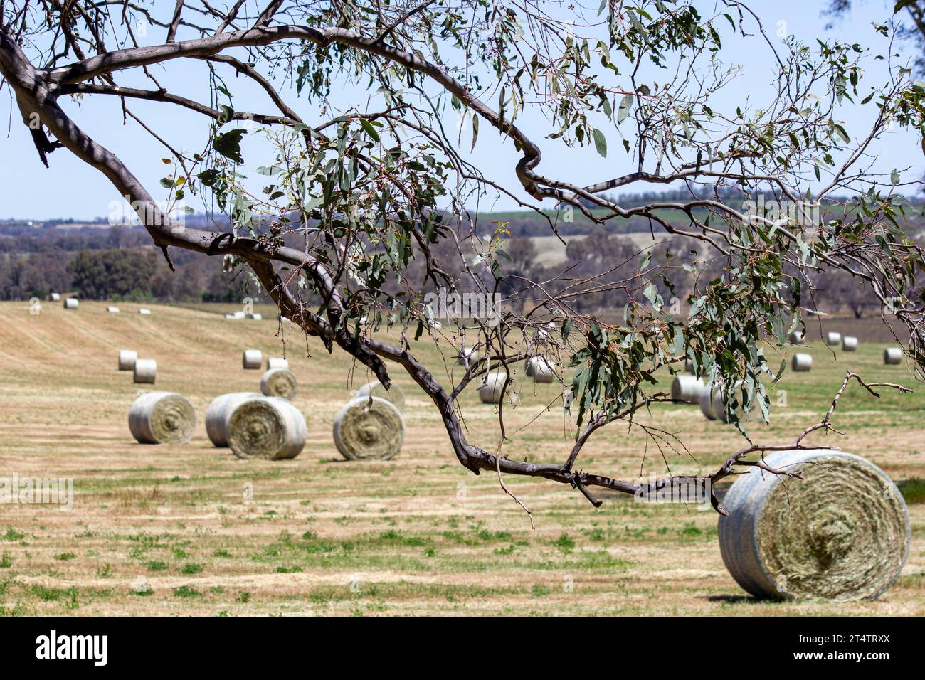 Harvesting bales hi-res stock photography and images - Alamy