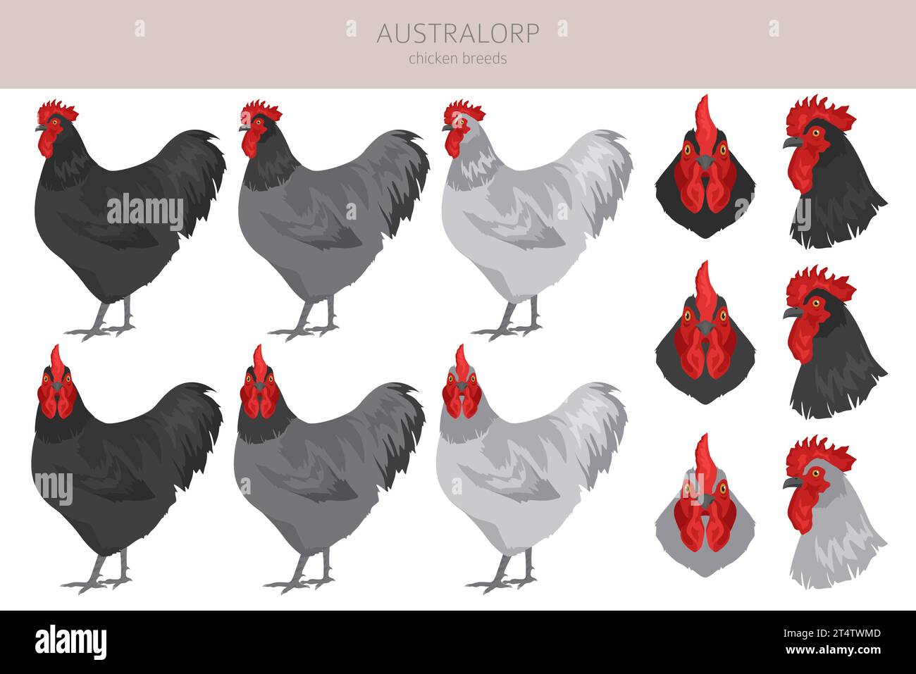 Australorp Chicken breeds clipart. Poultry and farm animals. Different ...