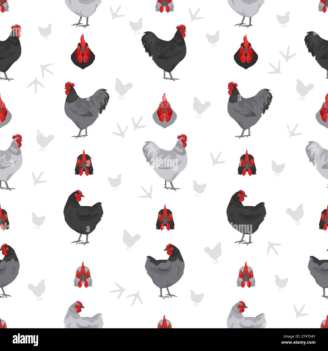 Australorp Chicken breeds seamless pattern. Poultry and farm animals ...