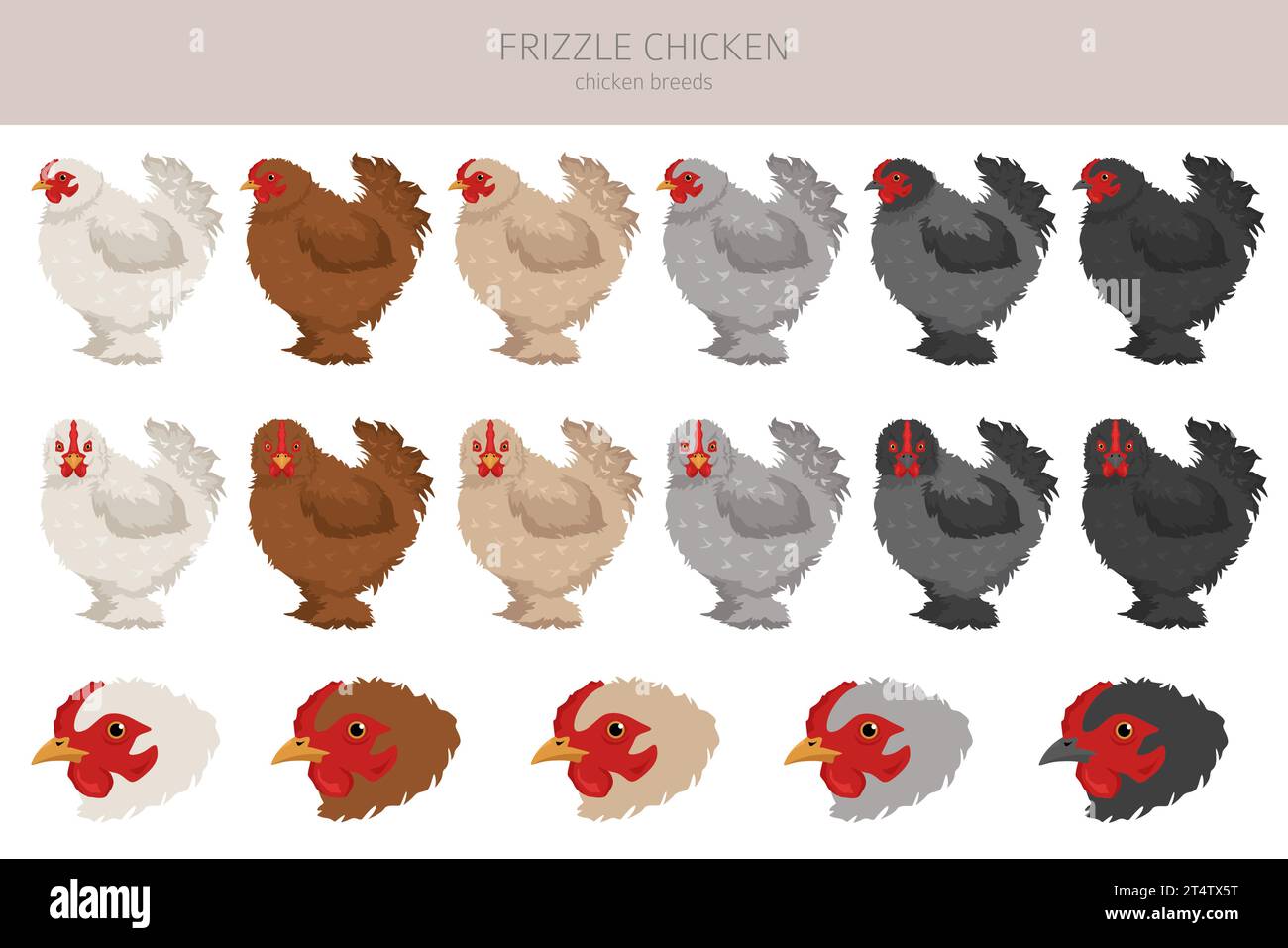 Frizzle Chicken breeds clipart. Poultry and farm animals. Different ...