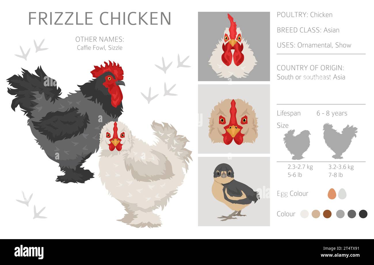 Frizzle Chicken breeds clipart. Poultry and farm animals. Different ...