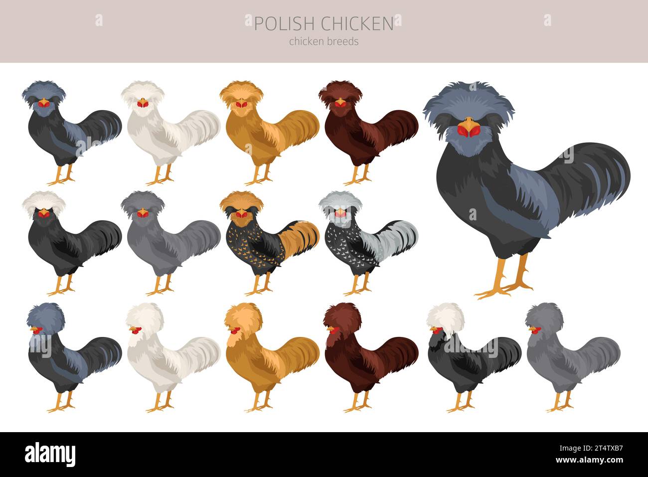 Polish Chicken breeds clipart. Poultry and farm animals. Different ...