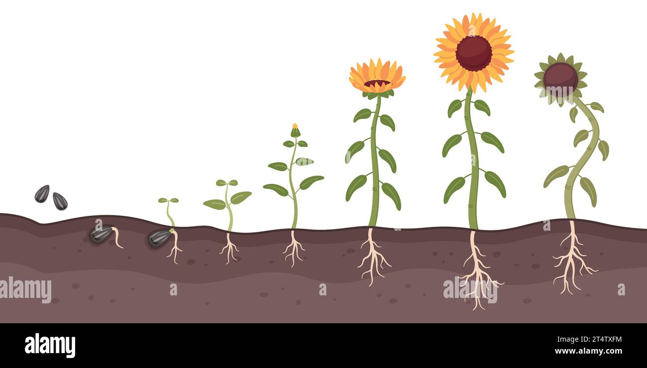 Sunflower growth process. Cartoon oilseed culture. Development and ...