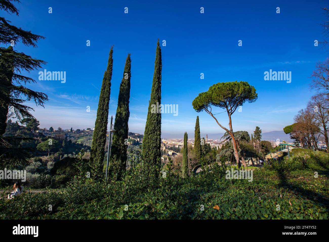Florence, Italy: Stone Pine tree in the Boboli Gardens at Florence, the ...
