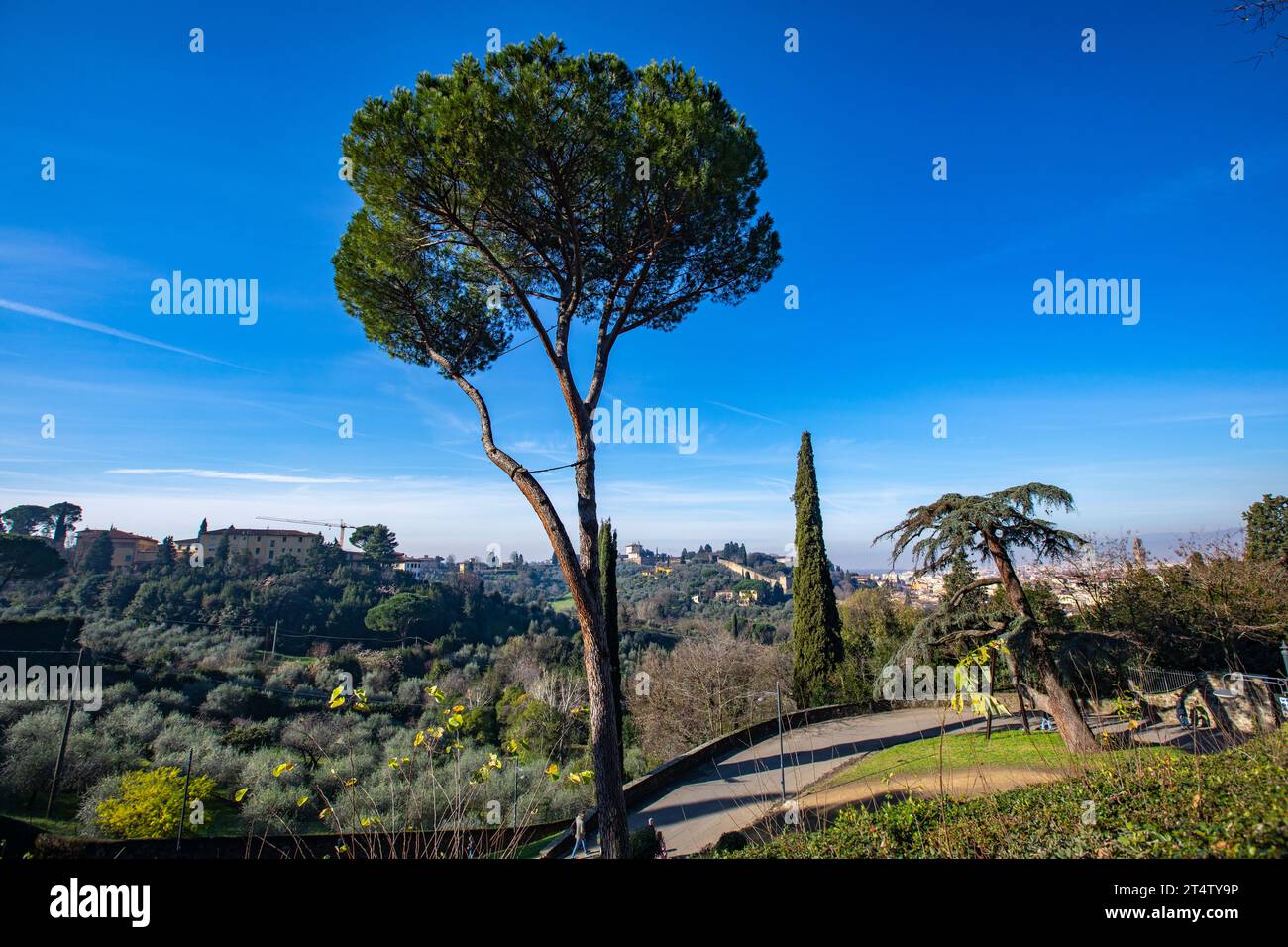 Florence, Italy: Stone Pine tree in the Boboli Gardens at Florence, the ...