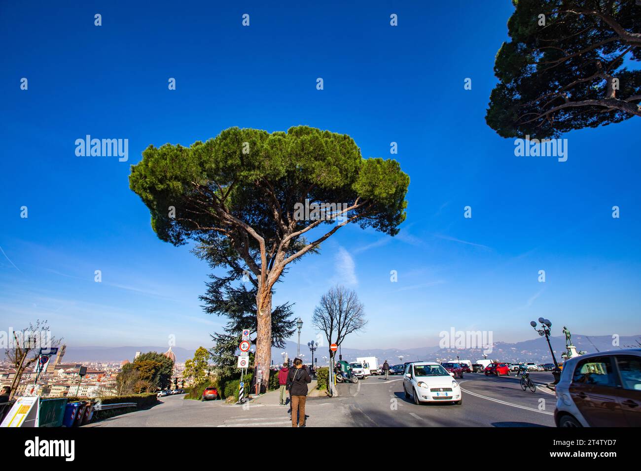 Florence, Italy: Stone Pine tree in the Boboli Gardens at Florence, the ...