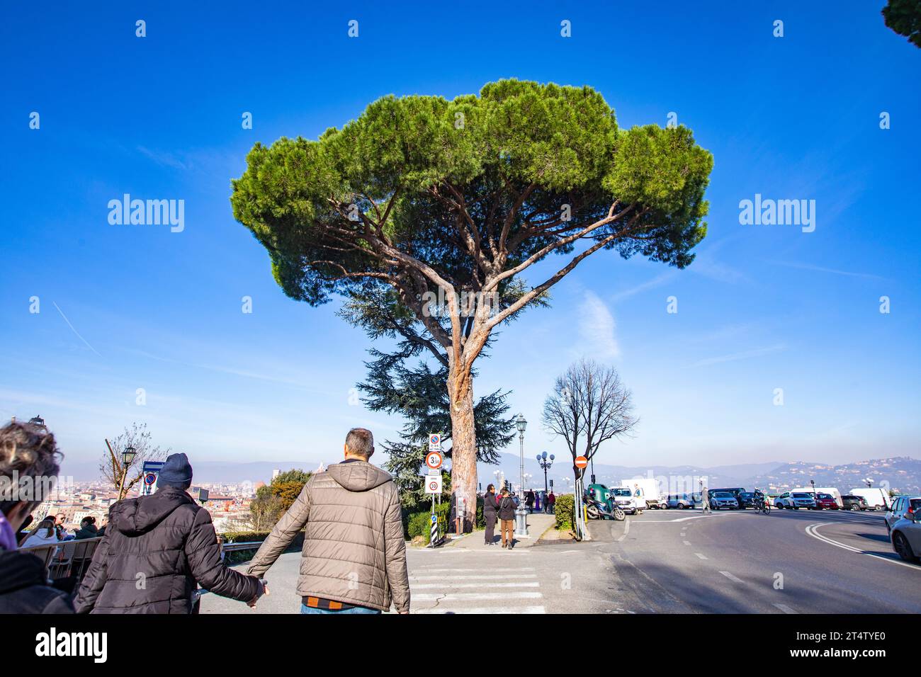 Florence, Italy: Stone Pine tree in the Boboli Gardens at Florence, the ...