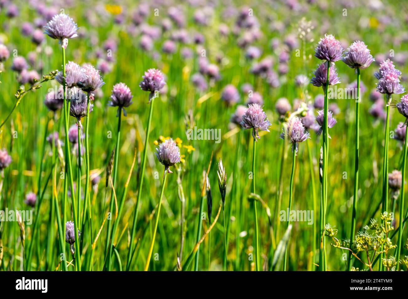 Tall Clover Blooms Stand High In Green Field in Yellowstone Stock Photo ...