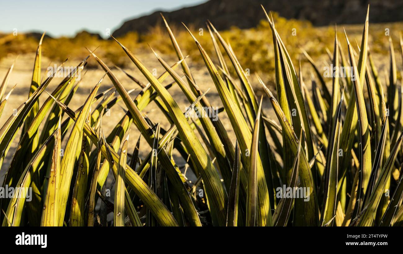 Thick Branches of Agave Plant Bend Into Each Other in Big Bend ...