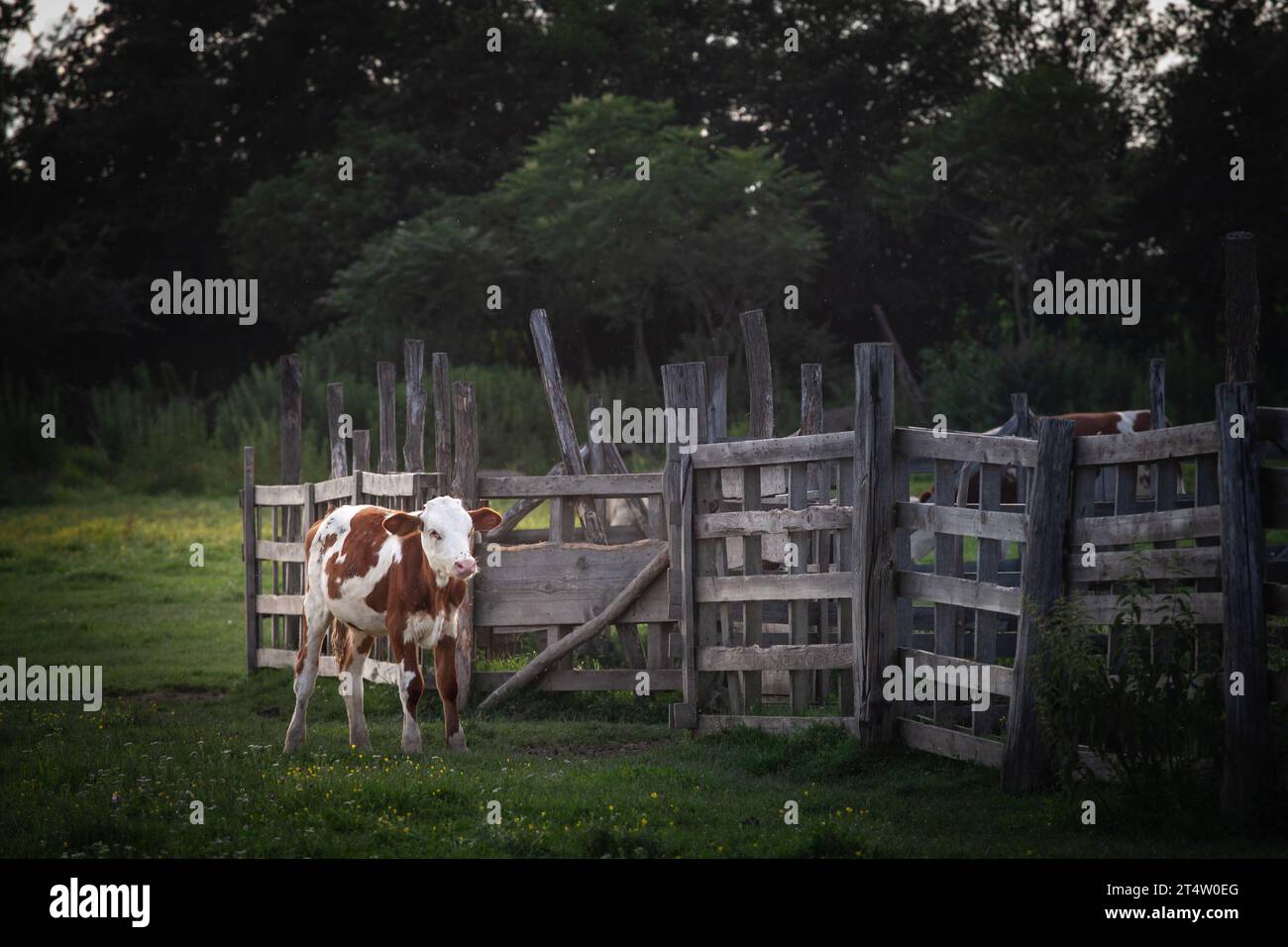 Picture of a holstein young calf standing in Zasavica, in Serbia. The ...