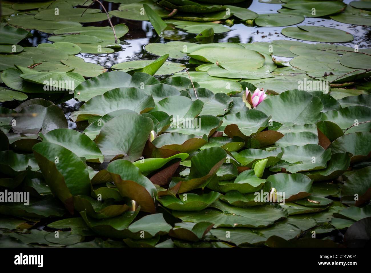 Pictures of nenuphars covering a pond, with înk flowers. Nymphaea alba ...