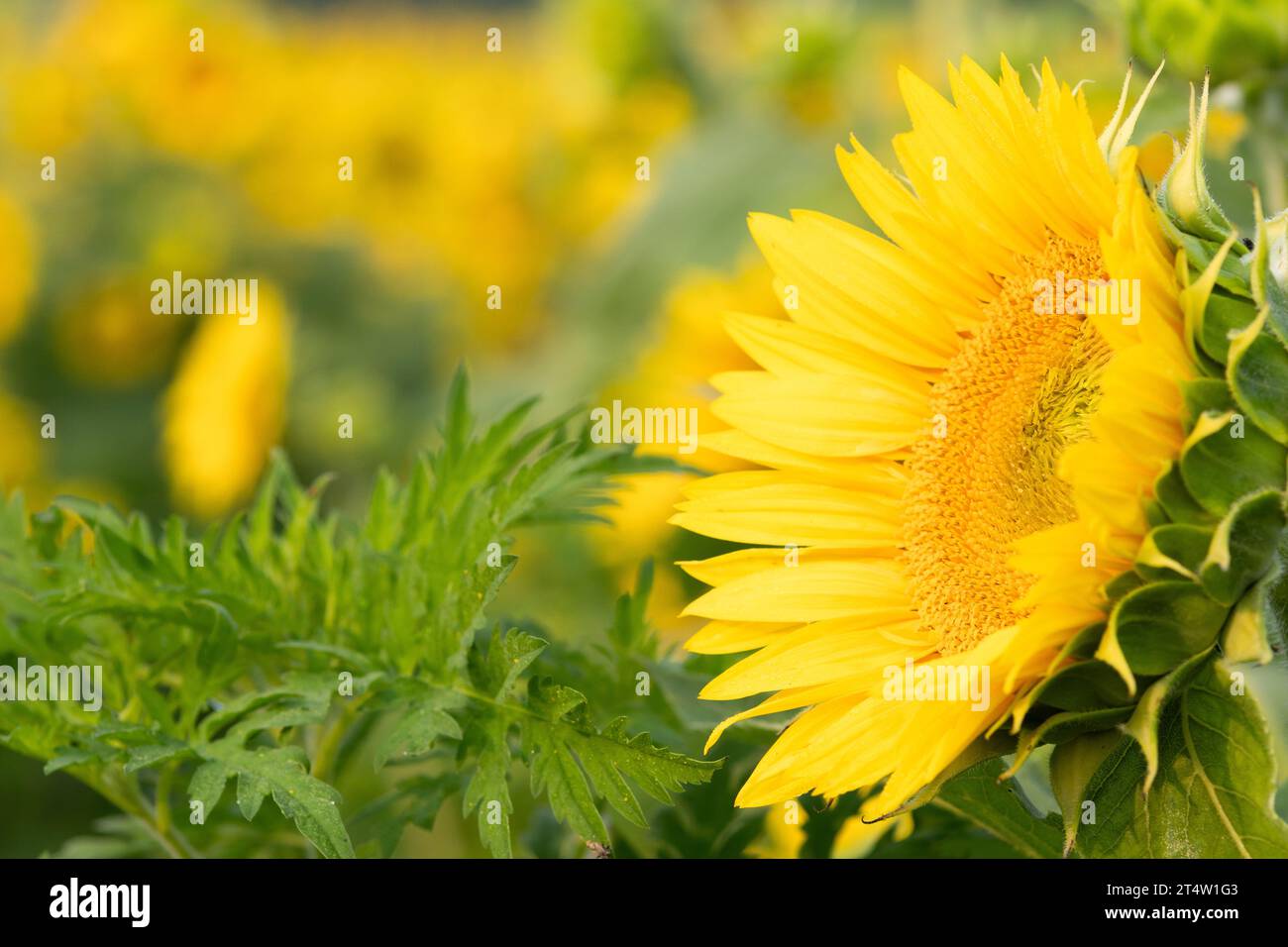 Side view of a sunflower hi-res stock photography and images - Alamy