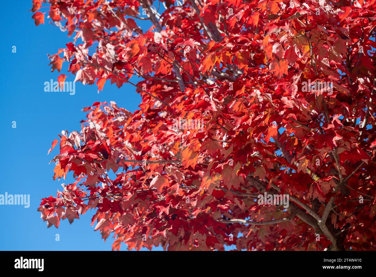 red leaves, autumn season, the leaves of the trees turn yellow or red ...