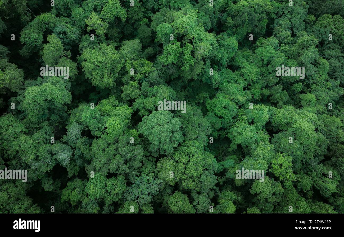 Aerial top view of green trees in forest. Drone view of dense green ...