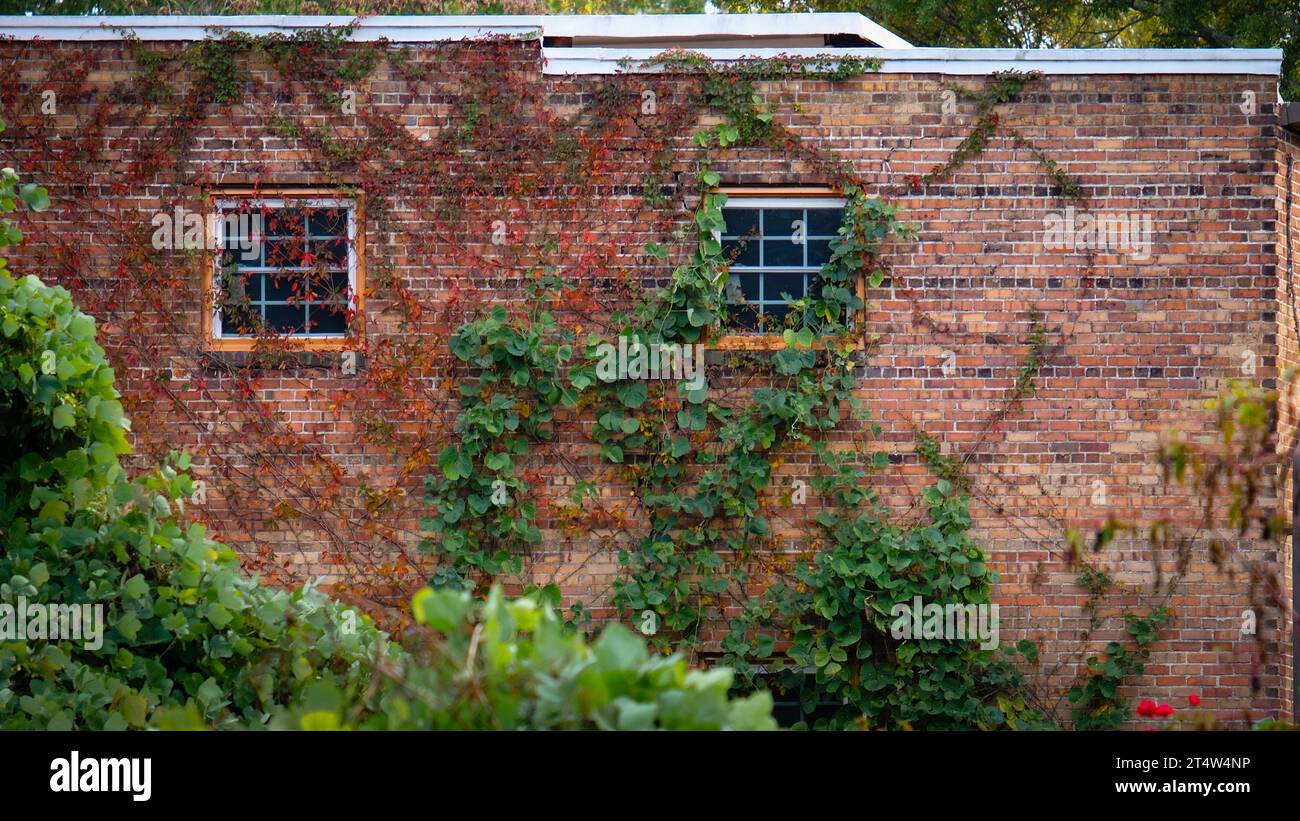 Old brick wall with window and vines hi-res stock photography and ...
