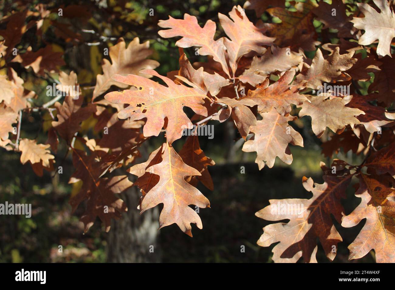 Miami colours hi-res stock photography and images - Alamy