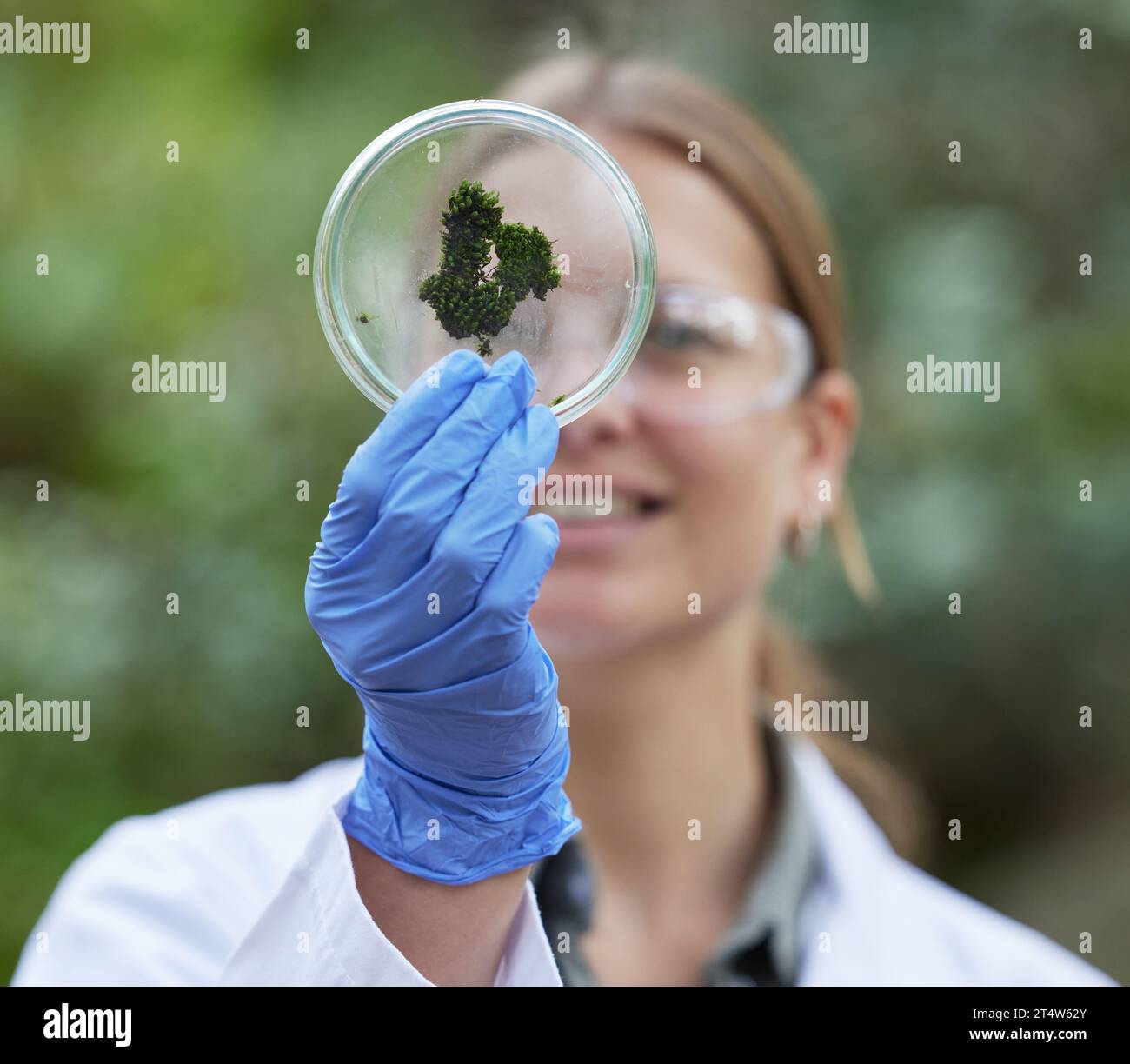 Science, petri dish and woman with moss in forest, plants in nature and ...