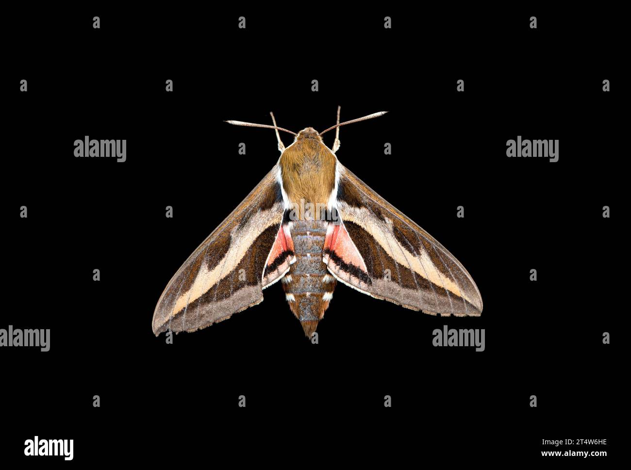 Macro of a bedstraw hawk-moth (hyles gallii). Top view with wings ...