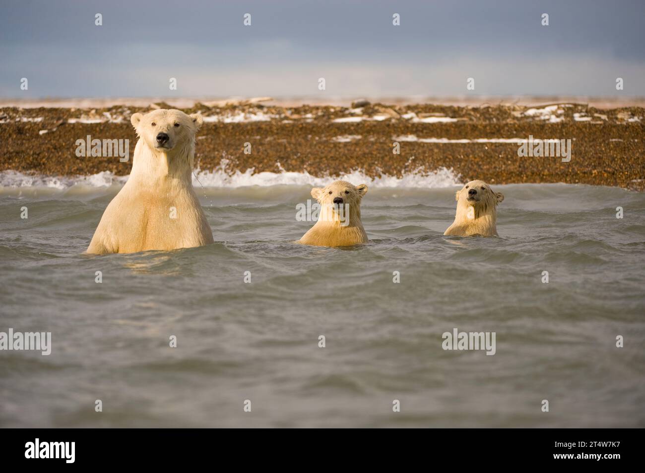 polar bears Ursus maritimus sow with pair of spring cubs in water off ...