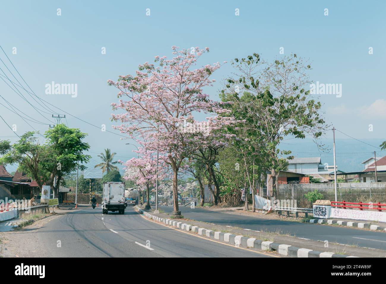 Pink poui flower or rosy trumpet tree (Tabebuia rosea) blooming on the ...