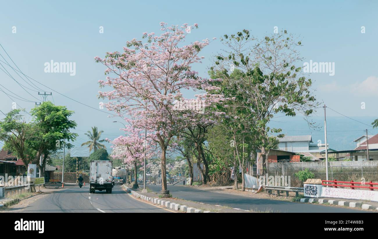 Pink poui flower or rosy trumpet tree (Tabebuia rosea) blooming on the ...