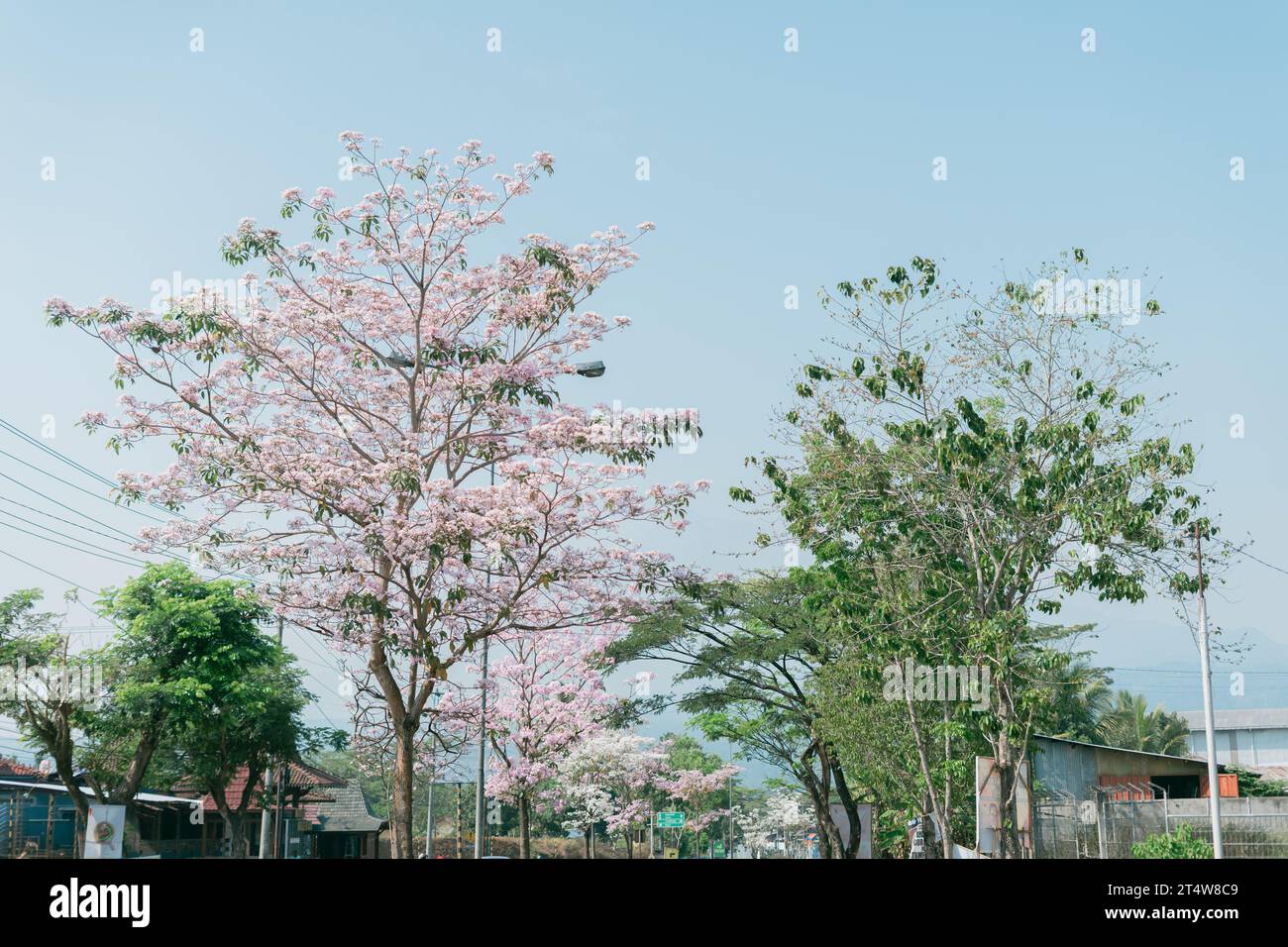 Pink poui flower or rosy trumpet tree (Tabebuia rosea) blooming on the ...