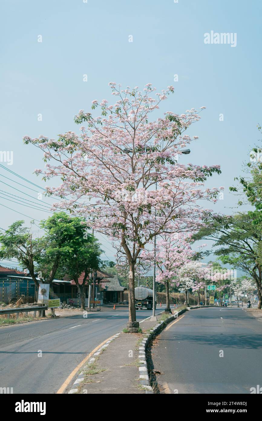 Pink poui flower or rosy trumpet tree (Tabebuia rosea) blooming on the ...
