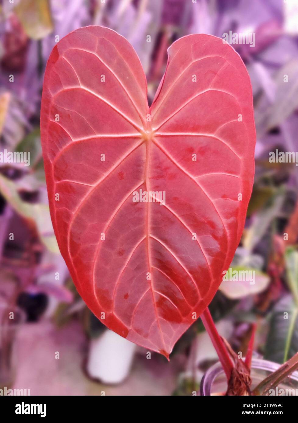 The red new leaf of Anthurium Magnificum, a rare tropical plant Stock ...
