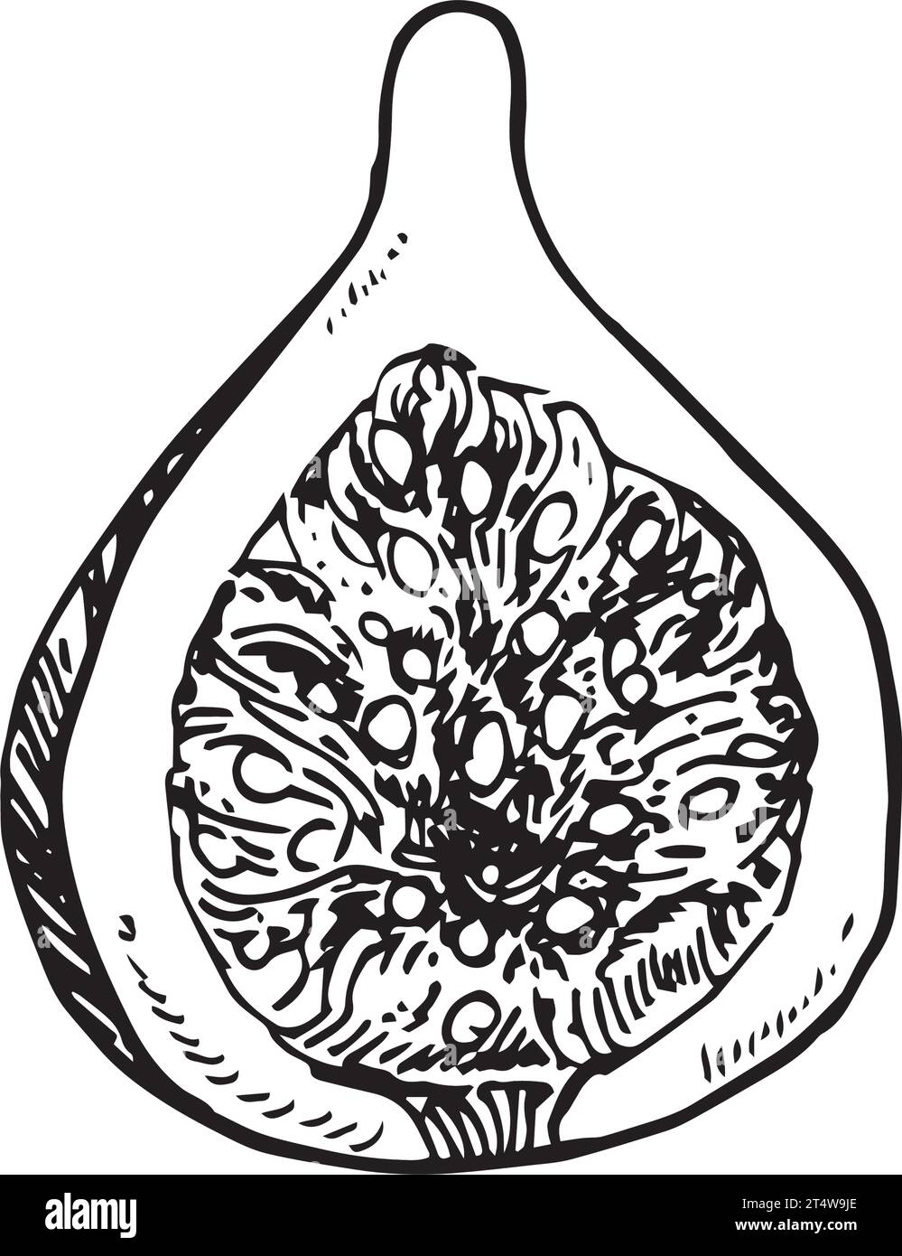 Fig vector drawing. Hand drawn fruit and sliced piece. Summer food ...