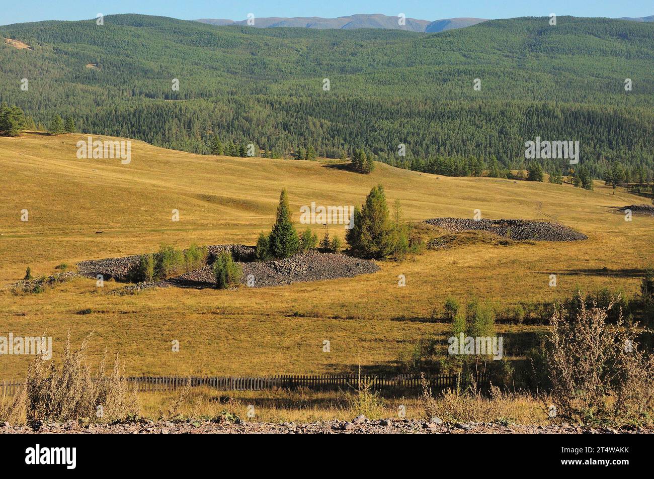 Tall pine tree ancient burial mound hi-res stock photography and images ...