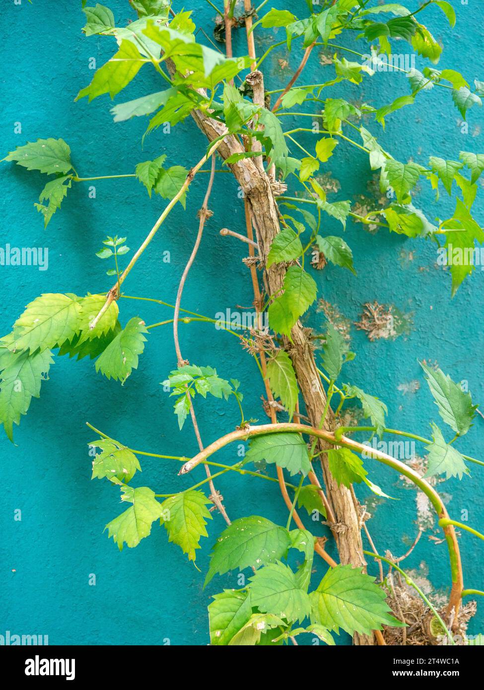 Roots on the wall. Loach growing on concrete. Loach with a dense trunk ...