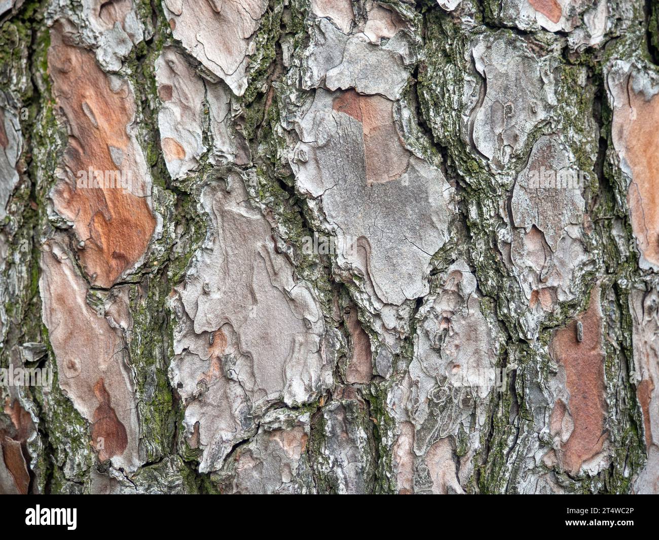 Tree bark close-up. Tree bark structure. Wood background. Natural texture. Uneven surface ...