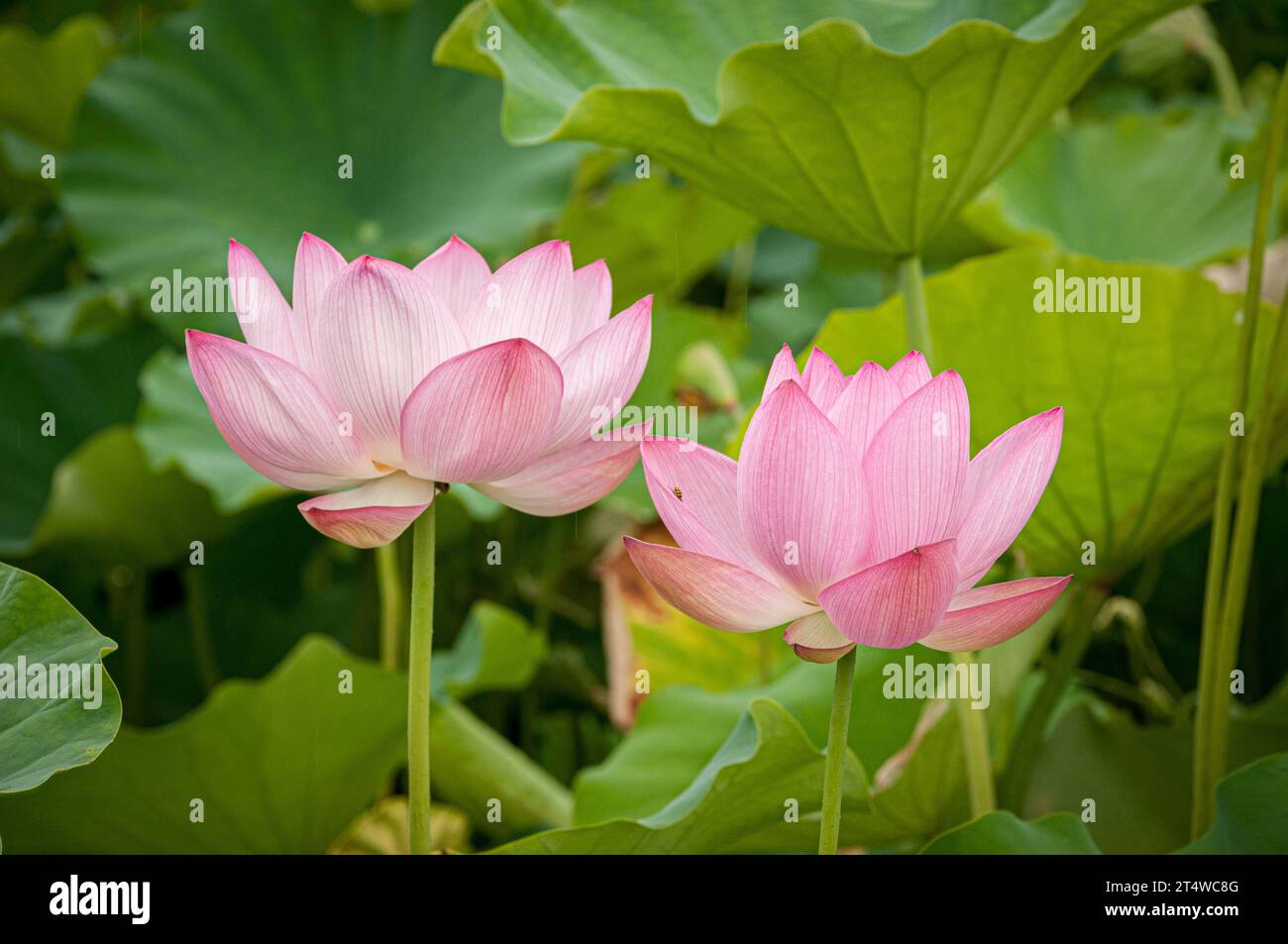 Dc flower gardens hi-res stock photography and images - Alamy