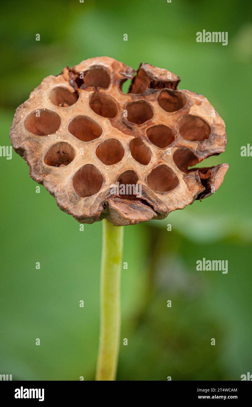 Washington dc botanic gardens hi-res stock photography and images - Alamy