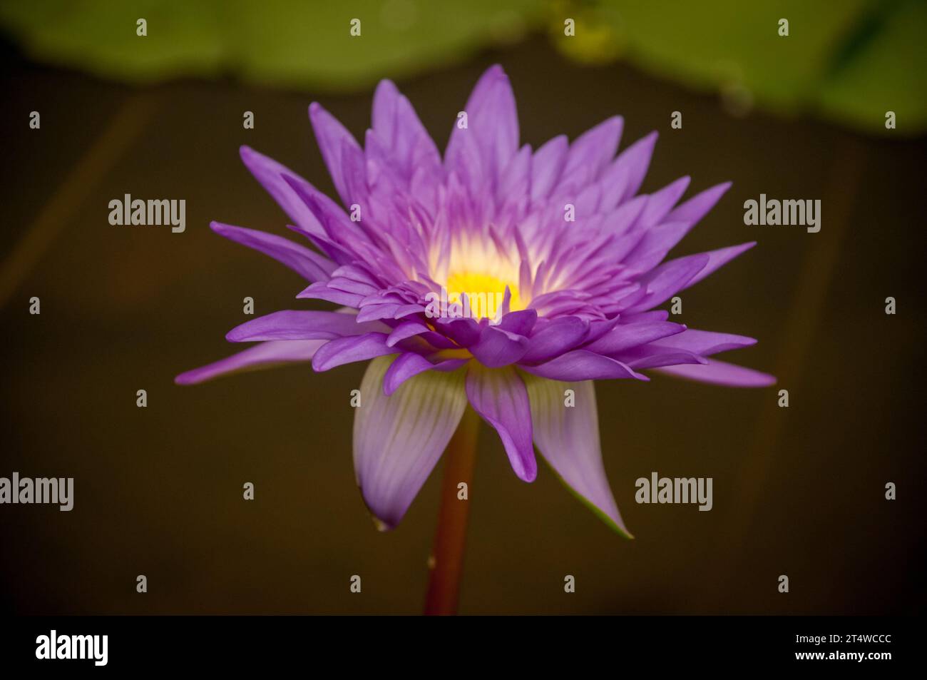 Washington dc botanic gardens hi-res stock photography and images - Alamy