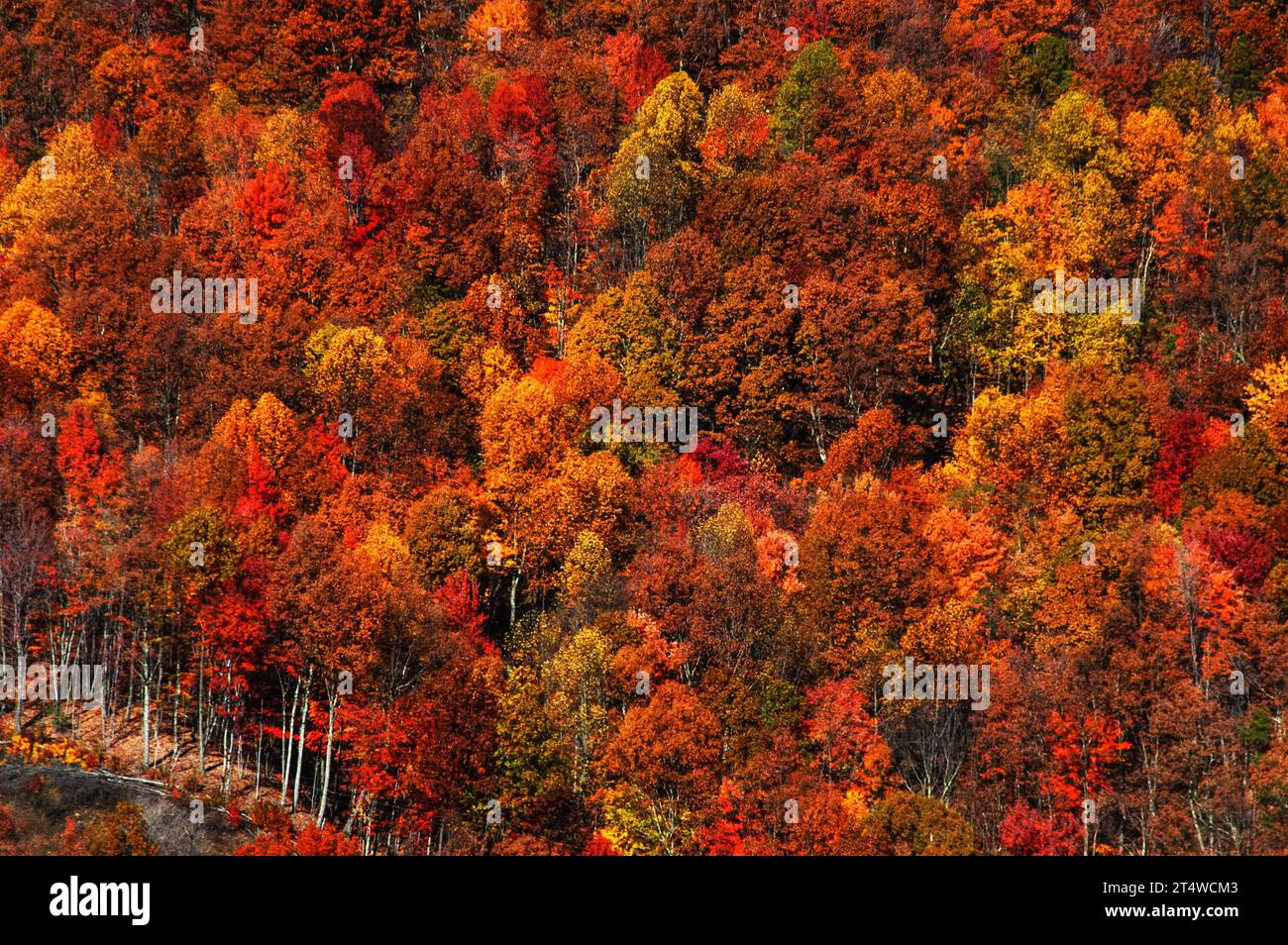 Aerial of fall colors in Tennessee Stock Photo - Alamy