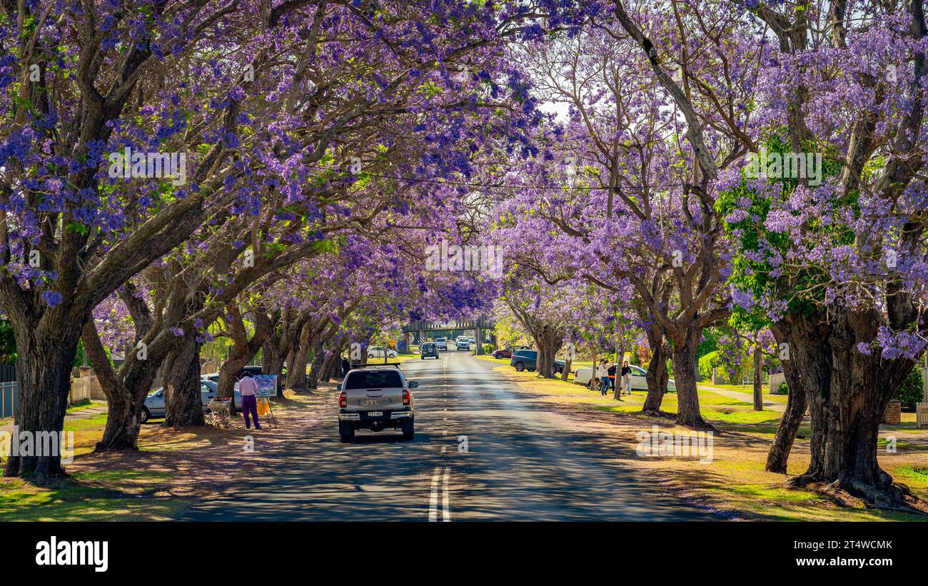 Blossoming jacaranda trees in Grafton, NSW, Australia Stock Photo - Alamy
