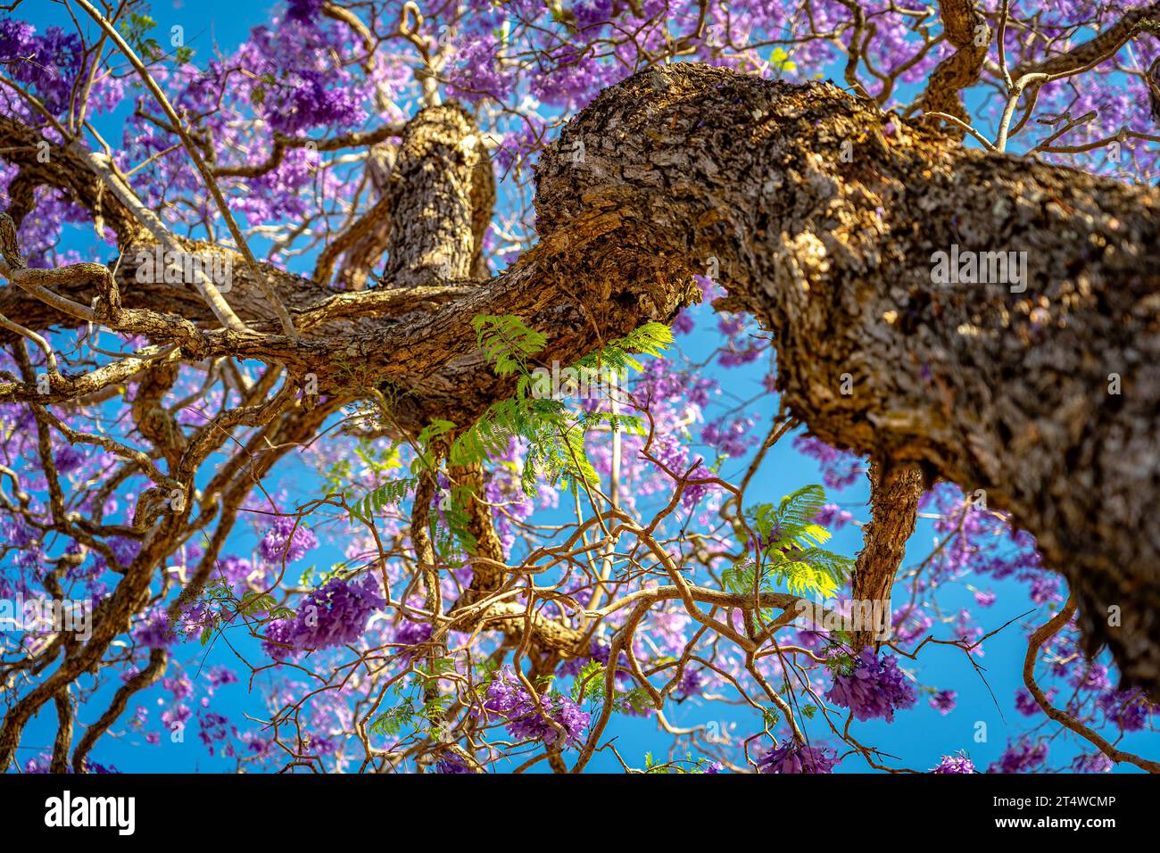 Blossoming jacaranda tree in Grafton, NSW, Australia Stock Photo - Alamy
